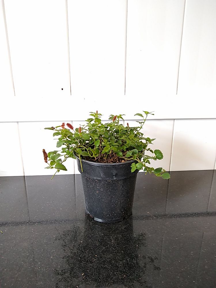 Acalypha pendula, Dwarf Trailing Chenille Plant, Firetail | PlantVine