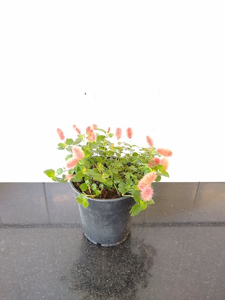 Acalypha pendula, Dwarf Trailing Chenille Plant, Firetail | PlantVine