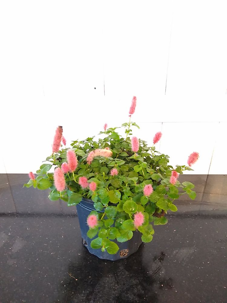 Acalypha pendula, Dwarf Trailing Chenille Plant, Firetail | PlantVine