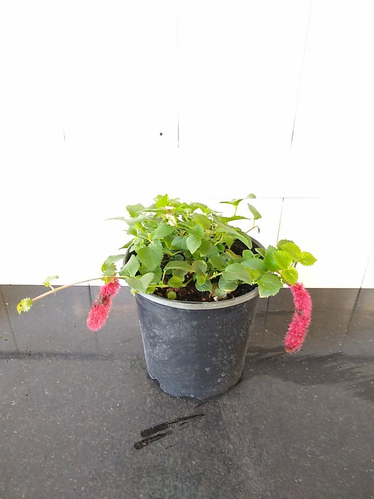 Acalypha pendula, Dwarf Trailing Chenille Plant, Firetail | PlantVine