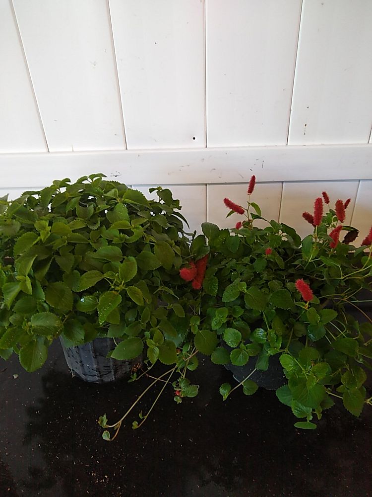 Acalypha pendula, Dwarf Trailing Chenille Plant, Firetail | PlantVine