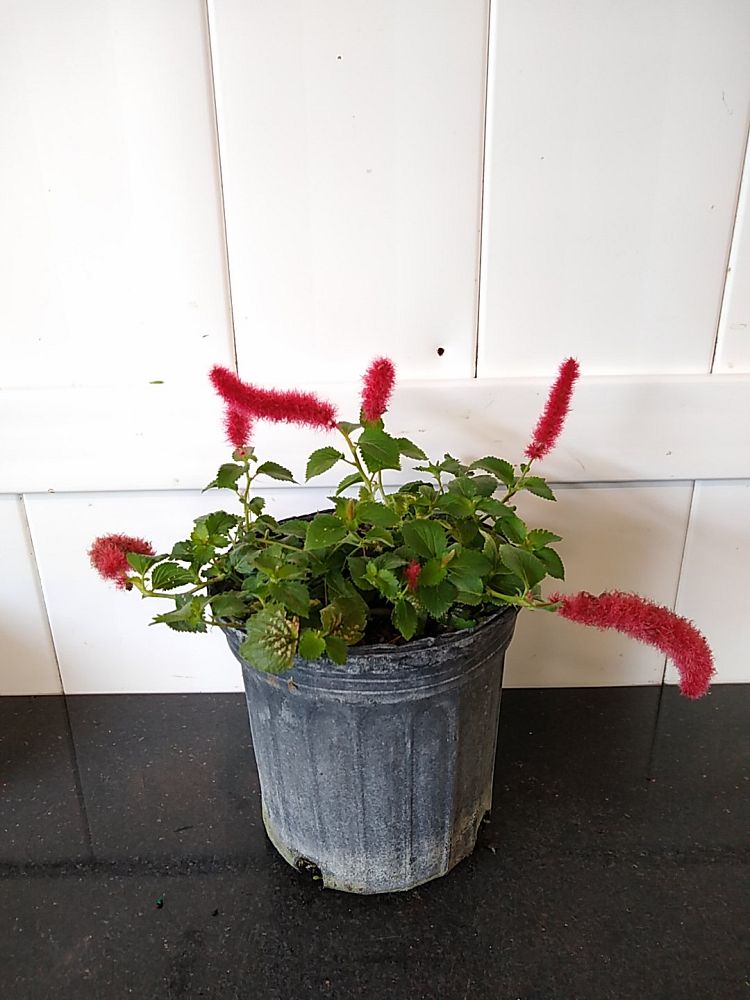Acalypha pendula, Dwarf Trailing Chenille Plant, Firetail | PlantVine
