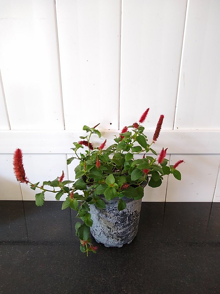 Acalypha pendula, Dwarf Trailing Chenille Plant, Firetail | PlantVine