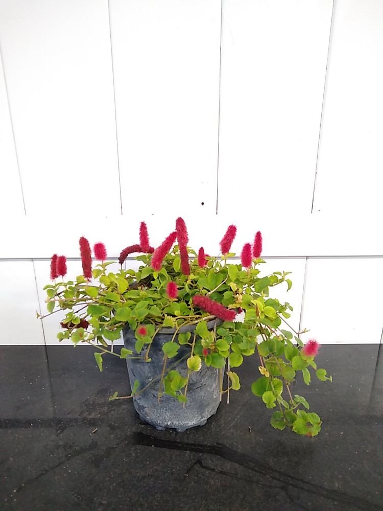 Acalypha pendula, Dwarf Trailing Chenille Plant, Firetail | PlantVine