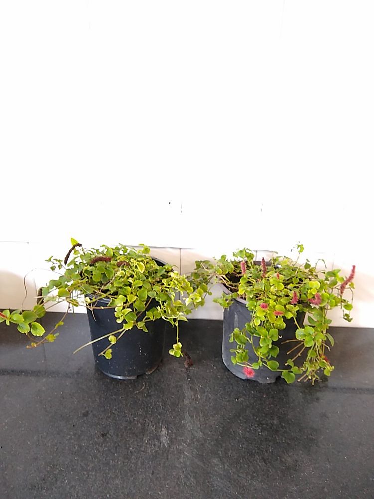 Acalypha pendula, Dwarf Trailing Chenille Plant, Firetail | PlantVine