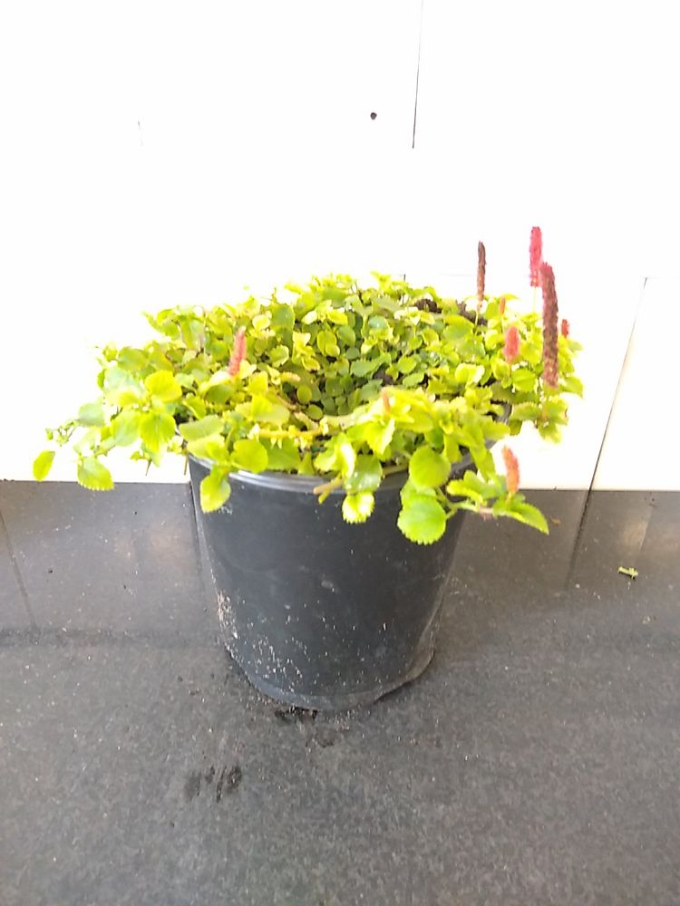 Acalypha pendula, Dwarf Trailing Chenille Plant, Firetail | PlantVine