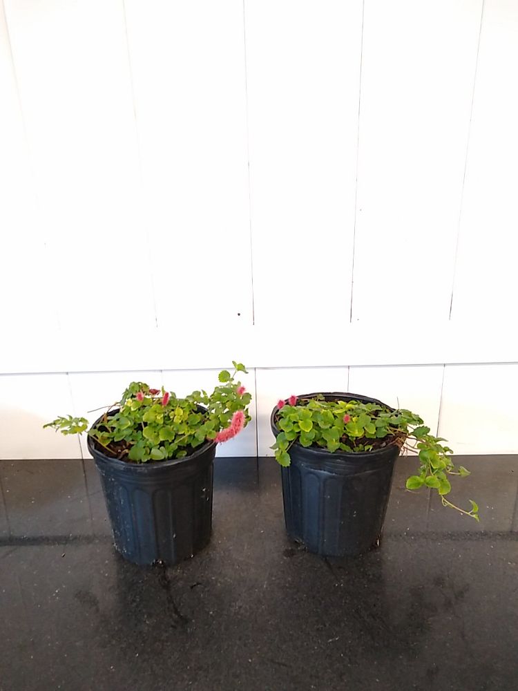 Acalypha pendula, Dwarf Trailing Chenille Plant, Firetail | PlantVine