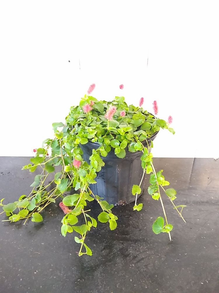 Acalypha pendula, Dwarf Trailing Chenille Plant, Firetail | PlantVine