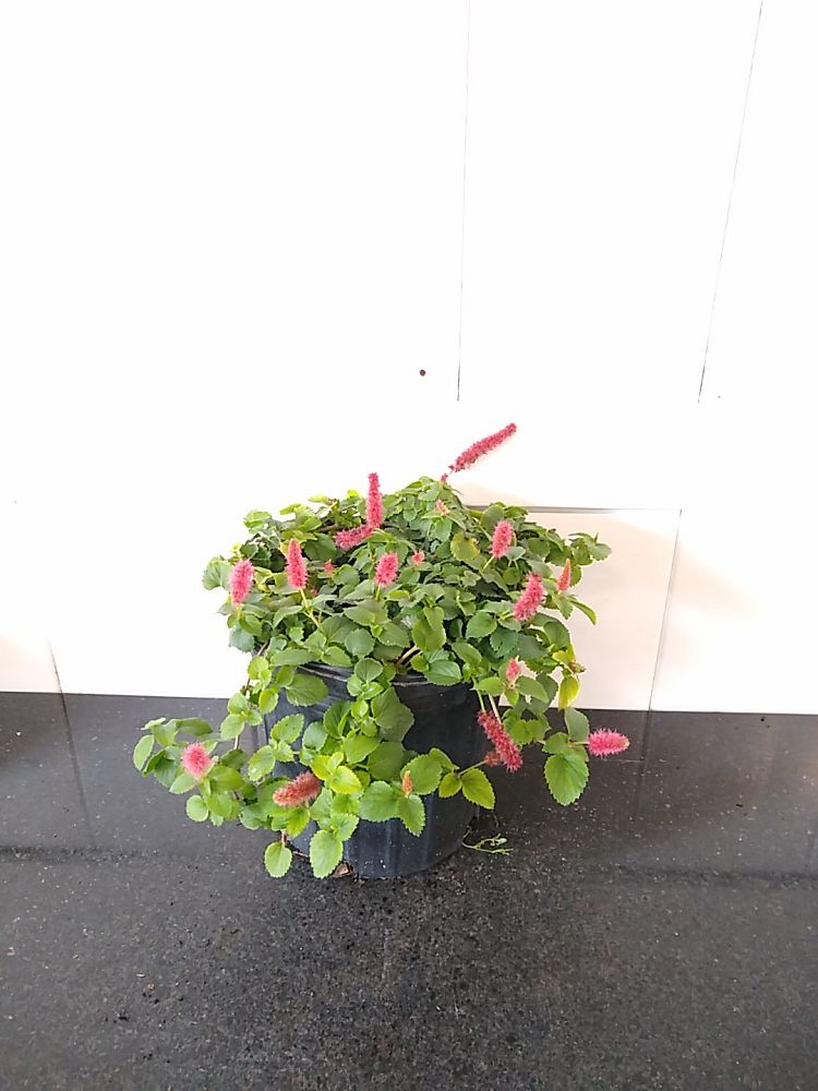 Acalypha pendula, Dwarf Trailing Chenille Plant, Firetail | PlantVine