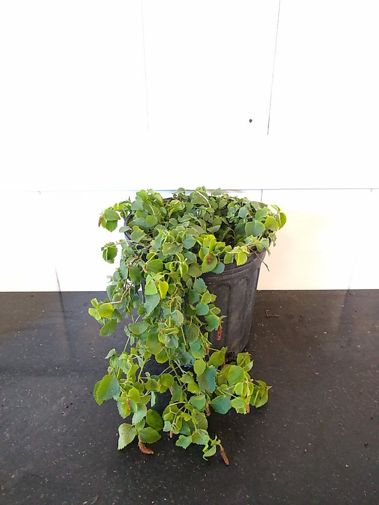 Acalypha pendula, Dwarf Trailing Chenille Plant, Firetail | PlantVine