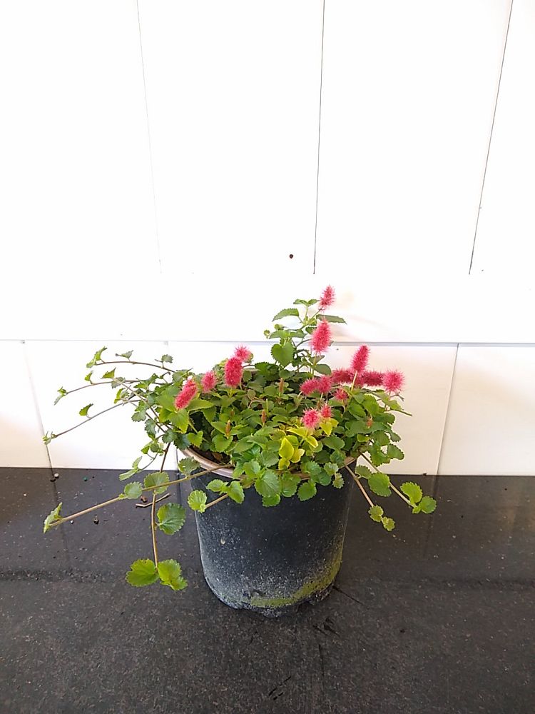 Acalypha pendula, Dwarf Trailing Chenille Plant, Firetail | PlantVine