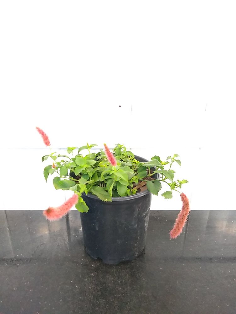 Acalypha pendula, Dwarf Trailing Chenille Plant, Firetail | PlantVine