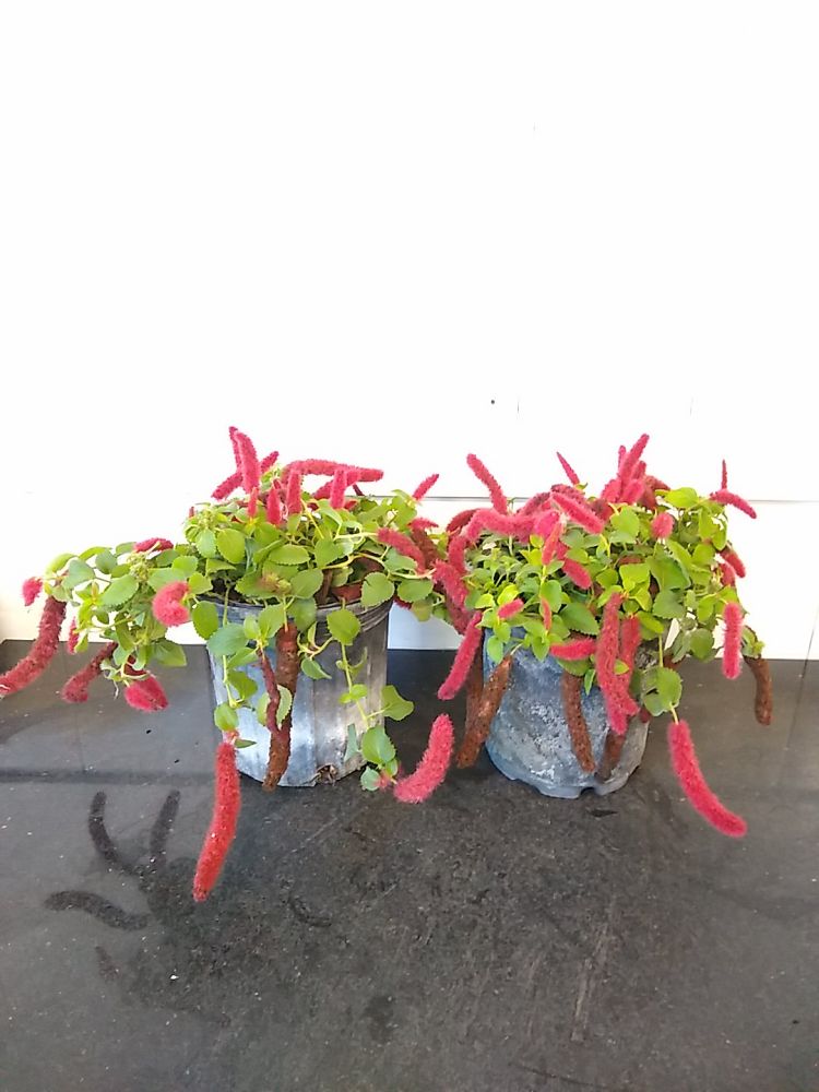 Acalypha pendula, Dwarf Trailing Chenille Plant, Firetail | PlantVine