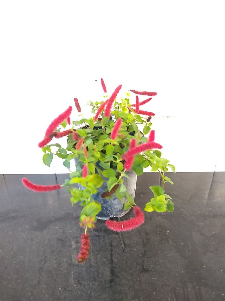 Acalypha pendula, Dwarf Trailing Chenille Plant, Firetail | PlantVine
