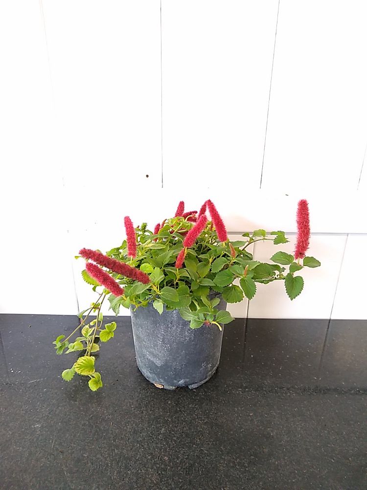 Acalypha pendula, Dwarf Trailing Chenille Plant, Firetail | PlantVine