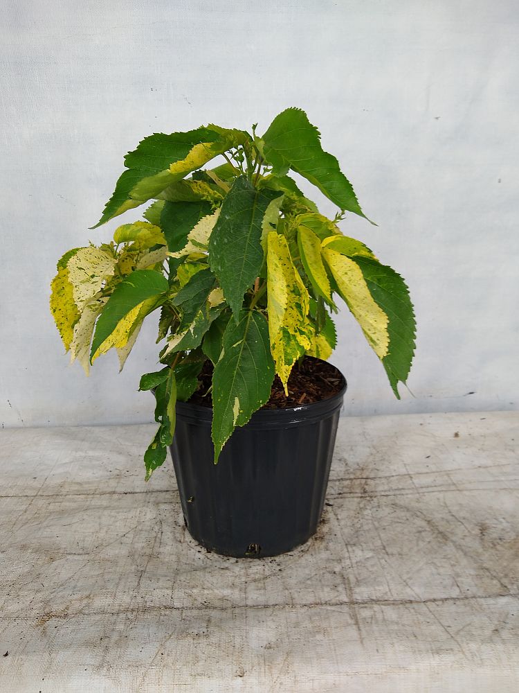 Acalypha wilkesiana ‘Java White’, Copperleaf | PlantVine