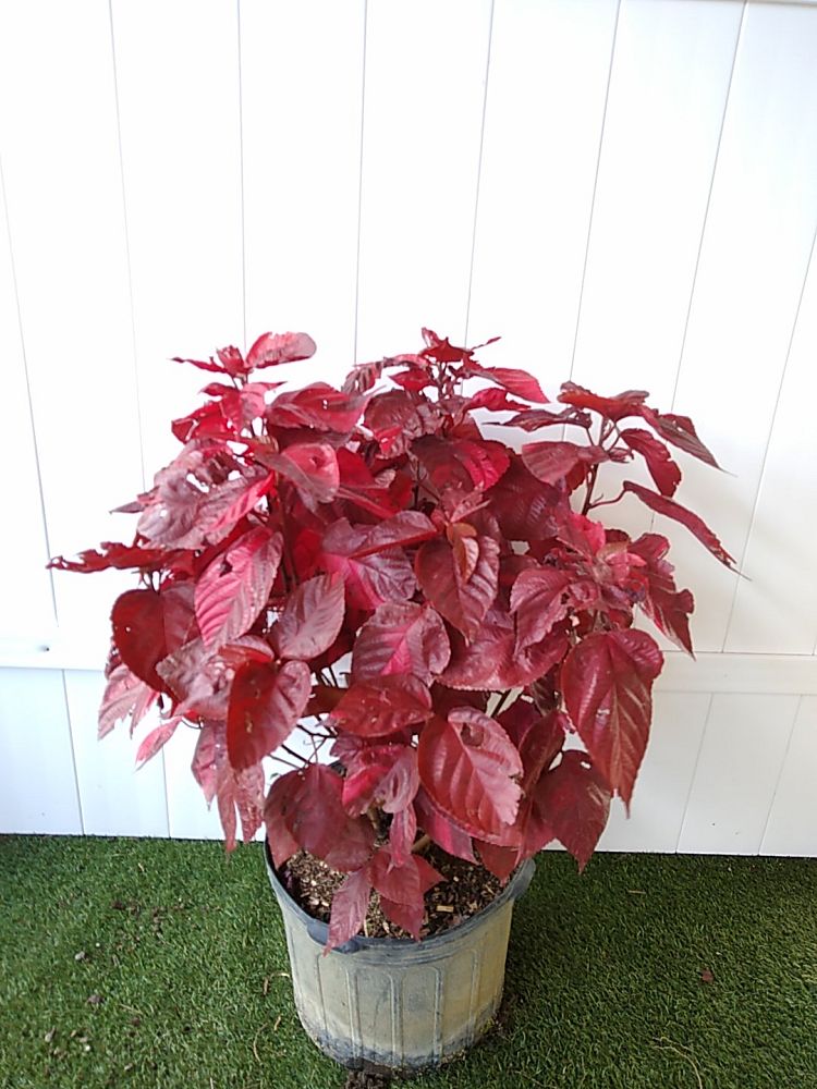 Acalypha Wilkesiana ‘louisiana Red Copperleaf Plantvine