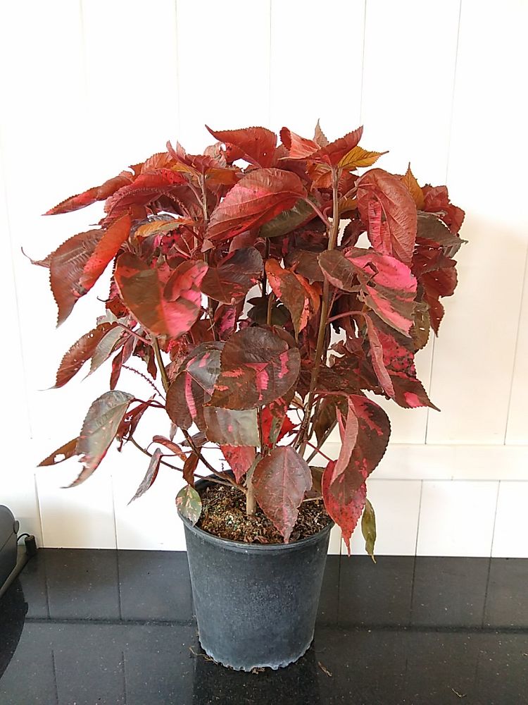 Acalypha wilkesiana ‘Louisiana Red’, Copperleaf | PlantVine