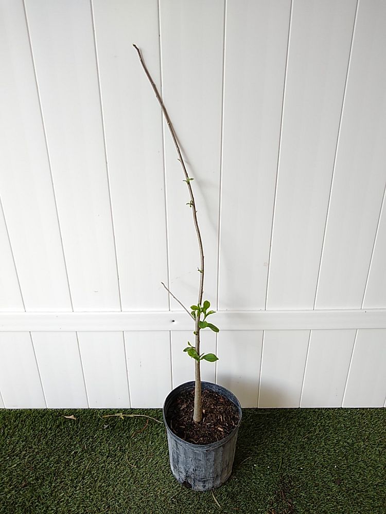 Baobab Tree | PlantVine