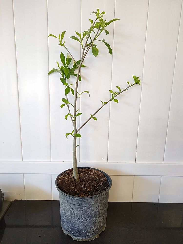 Baobab Tree | PlantVine