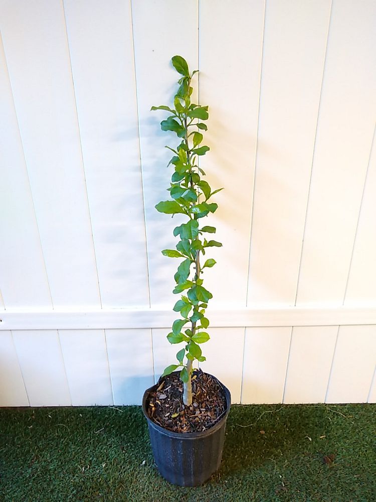 Baobab Tree | PlantVine