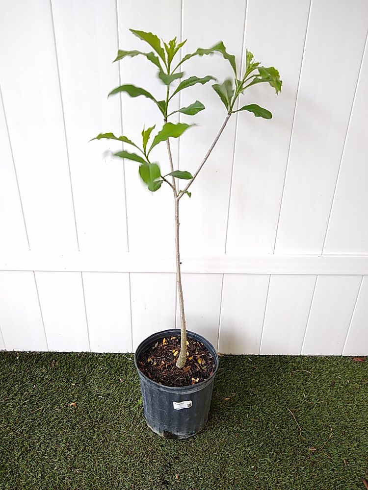 Baobab Tree | PlantVine