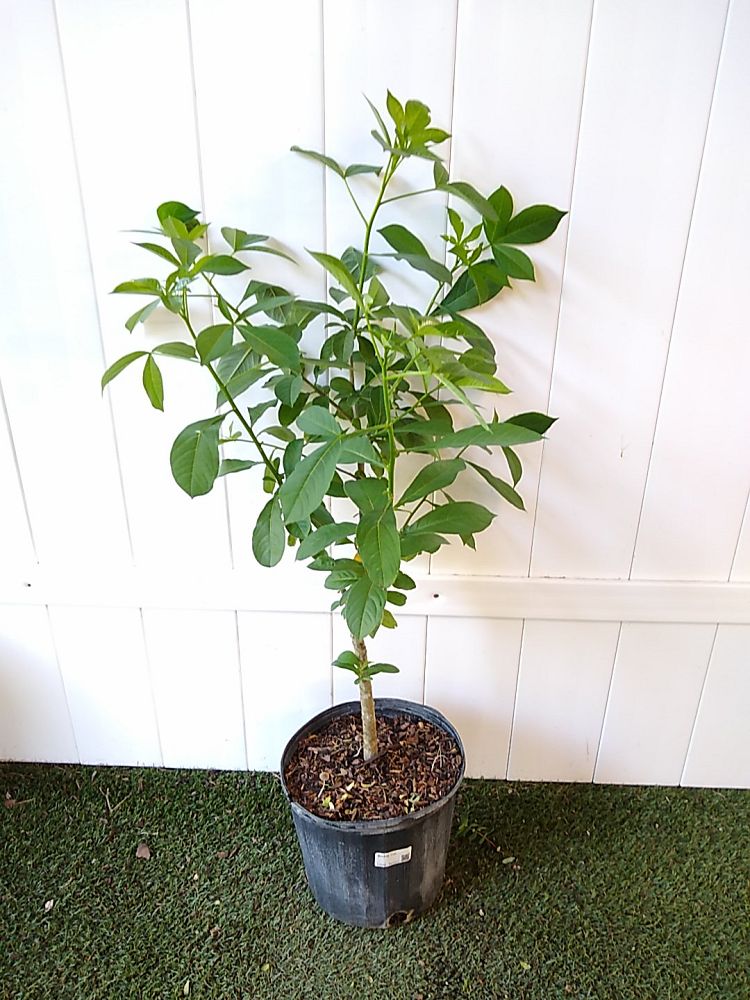 Baobab Tree | PlantVine