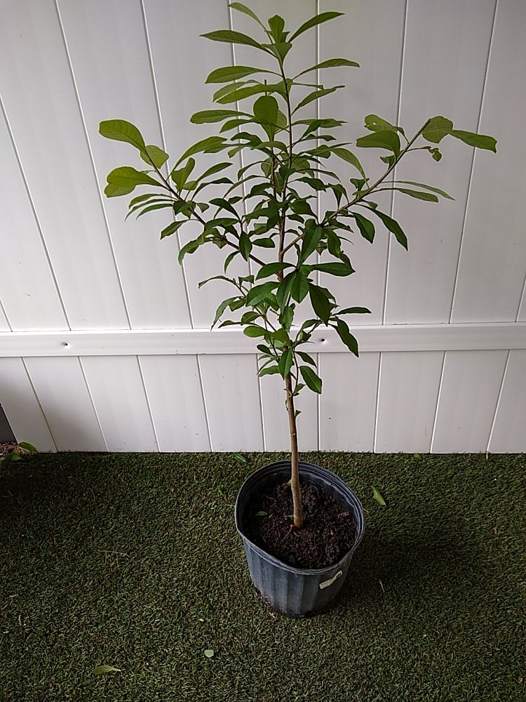 Baobab Tree | PlantVine