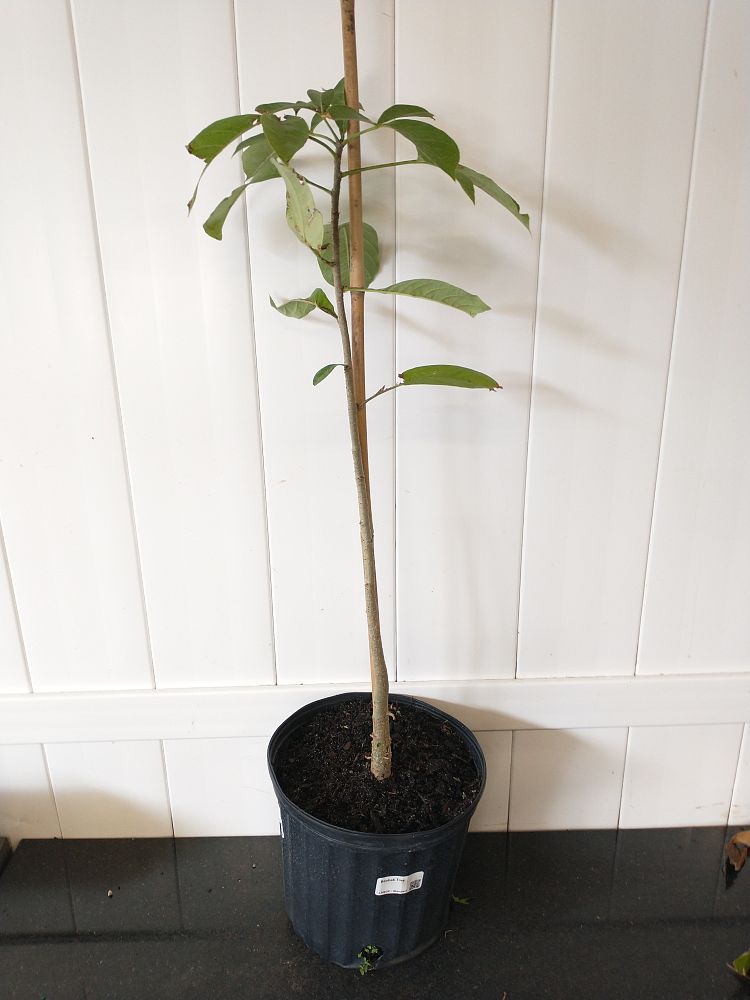 Baobab Tree | PlantVine