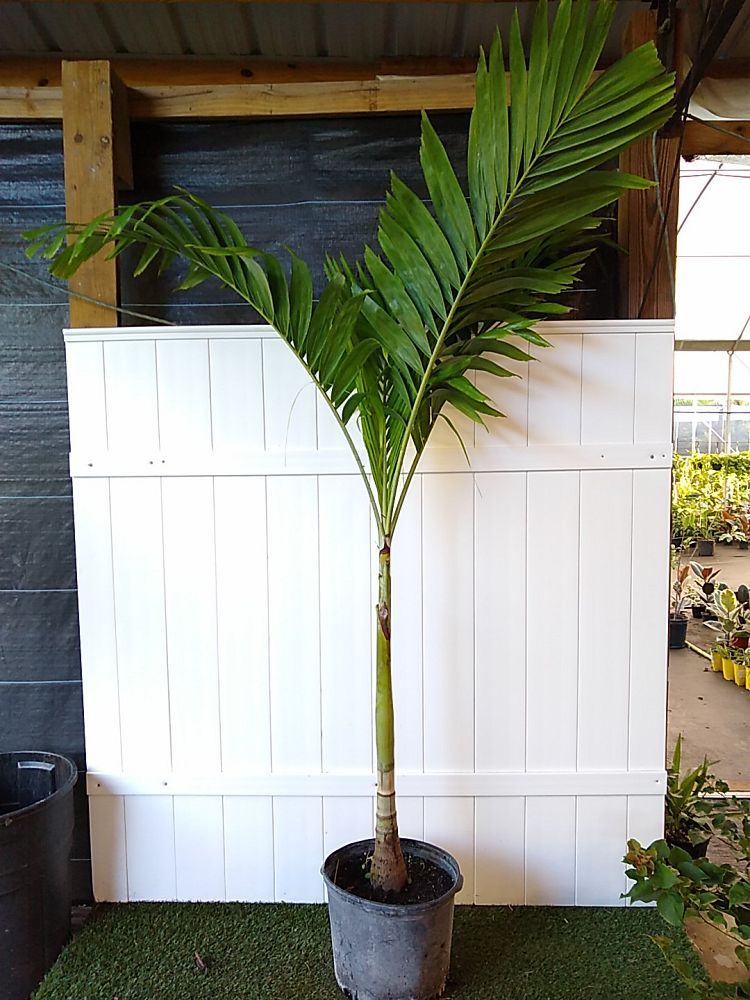 Veitchia merrillii, Christmas Palm, Adonidia merrillii | PlantVine