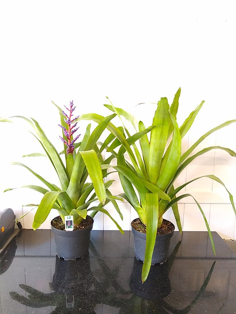 Aechmea ‘Blue Tango’, Bromeliad | PlantVine