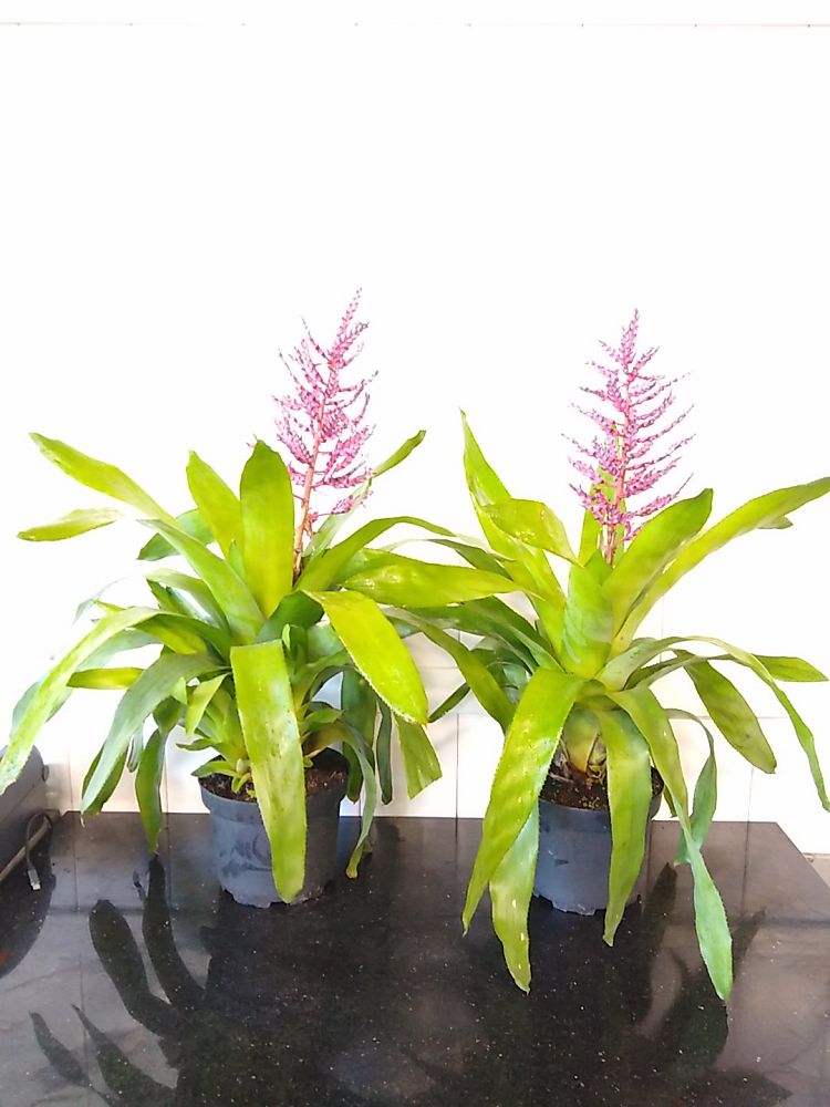 Aechmea ‘Blue Tango’, Bromeliad | PlantVine