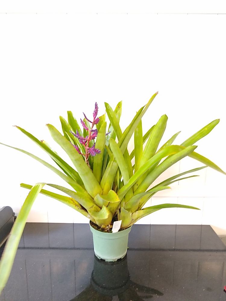 Aechmea ‘Blue Tango’, Bromeliad | PlantVine
