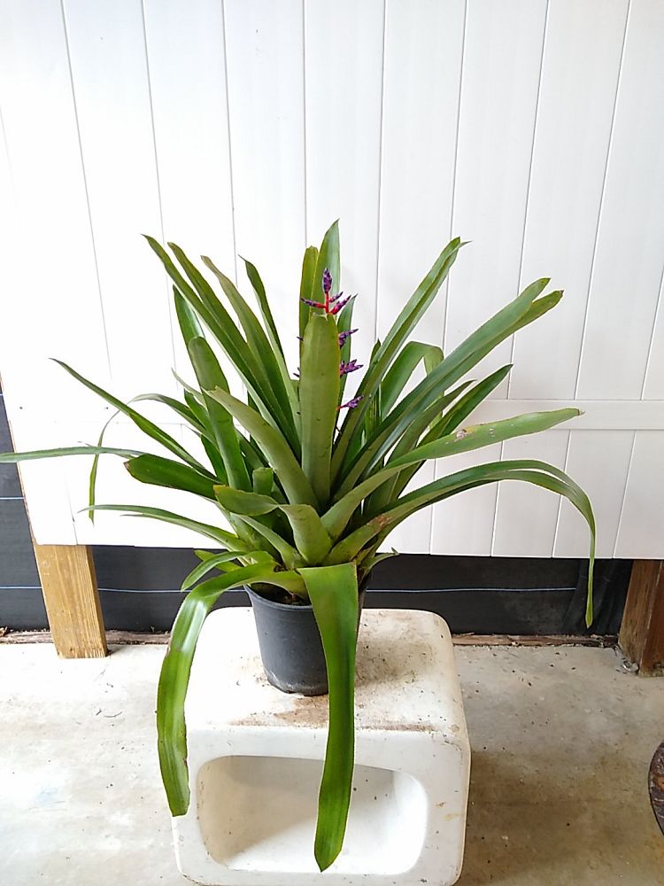 Aechmea ‘Blue Tango’, Bromeliad | PlantVine