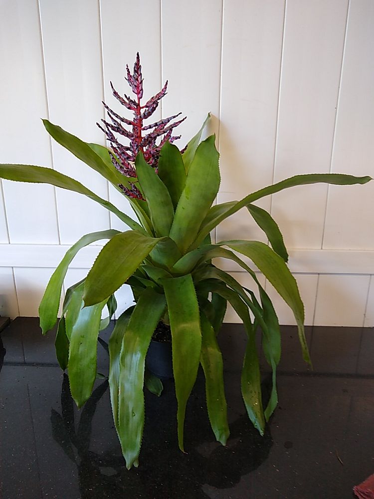 Aechmea ‘Del Mar’, Bromeliad ‘Dwarf Blue Tango’ | PlantVine
