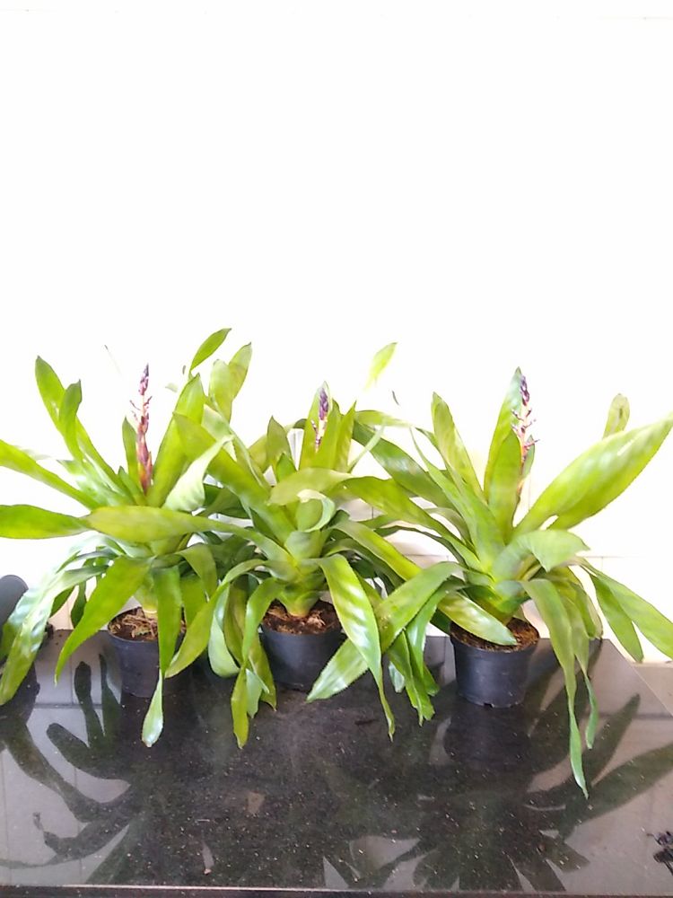 Aechmea ‘Del Mar’, Bromeliad ‘Dwarf Blue Tango’ | PlantVine