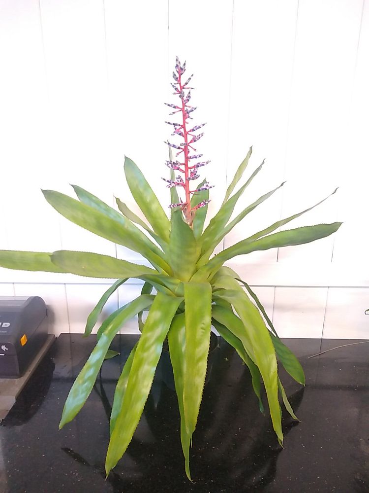 Aechmea ‘Del Mar’, Bromeliad ‘Dwarf Blue Tango’ | PlantVine