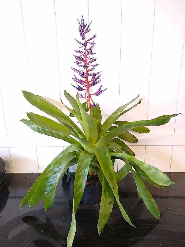 Aechmea ‘Del Mar’, Bromeliad ‘Dwarf Blue Tango’ | PlantVine