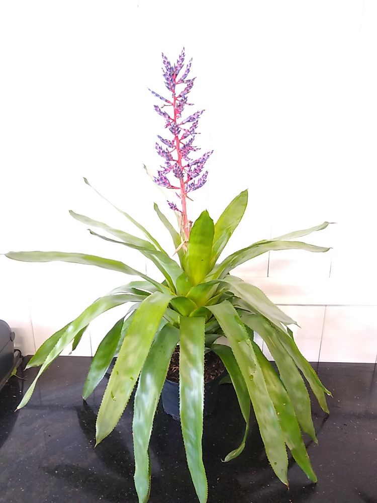 Aechmea ‘Del Mar’, Bromeliad ‘Dwarf Blue Tango’ | PlantVine