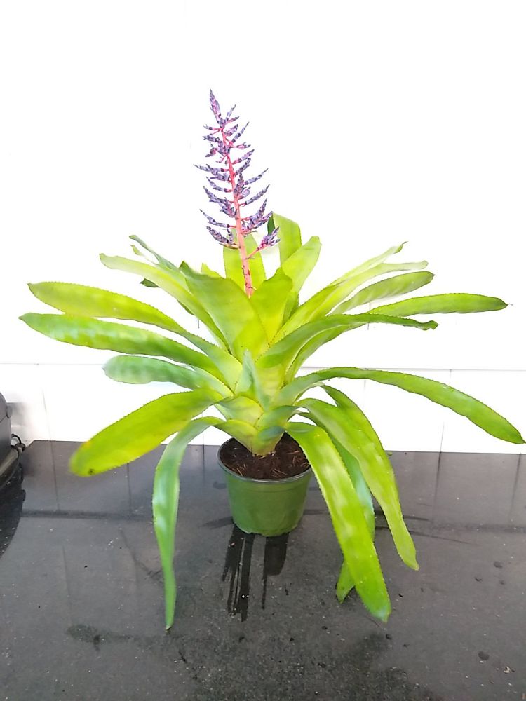Dwarf Blue Tango Bromeliad | PlantVine