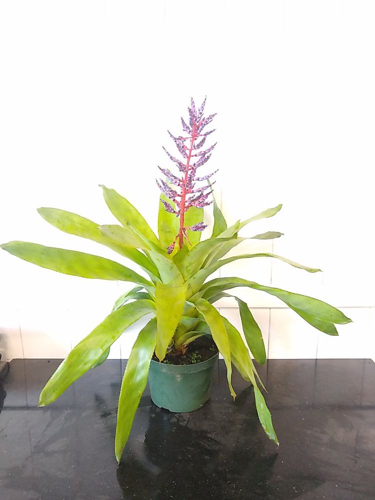 Dwarf Blue Tango Bromeliad | PlantVine