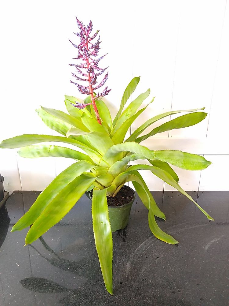 Dwarf Blue Tango Bromeliad | PlantVine