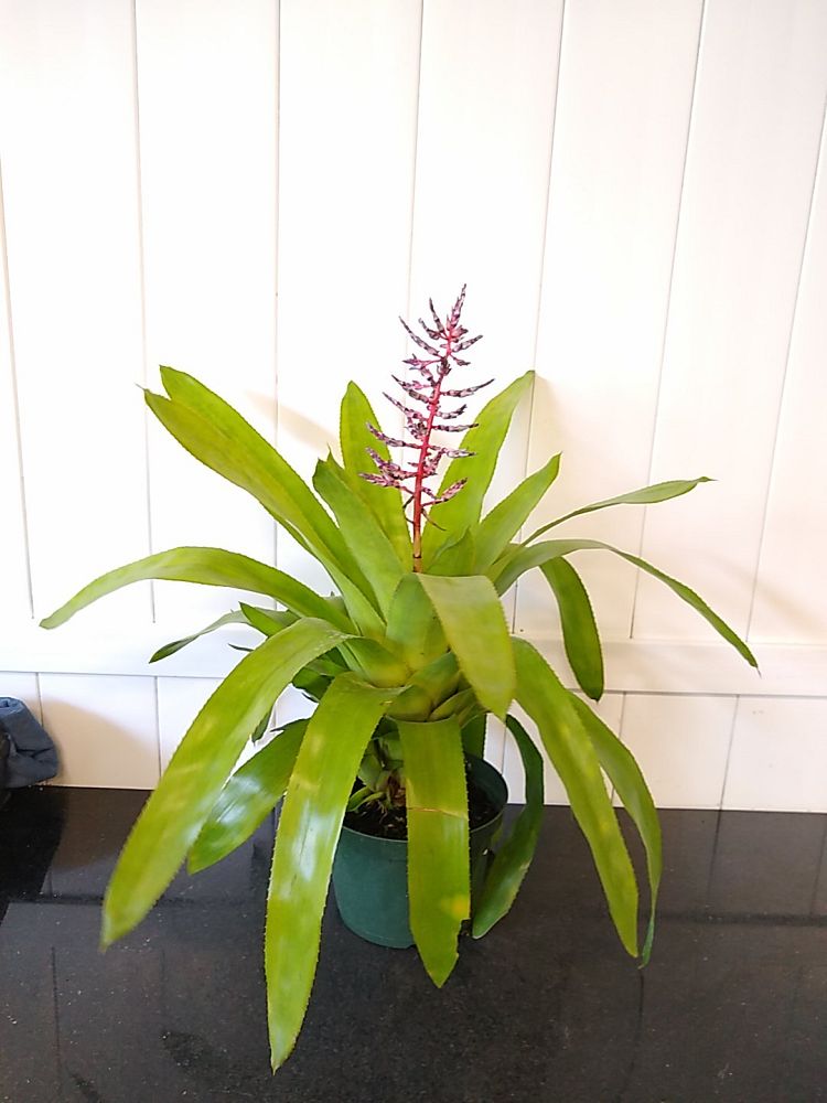 Dwarf Blue Tango Bromeliad | PlantVine