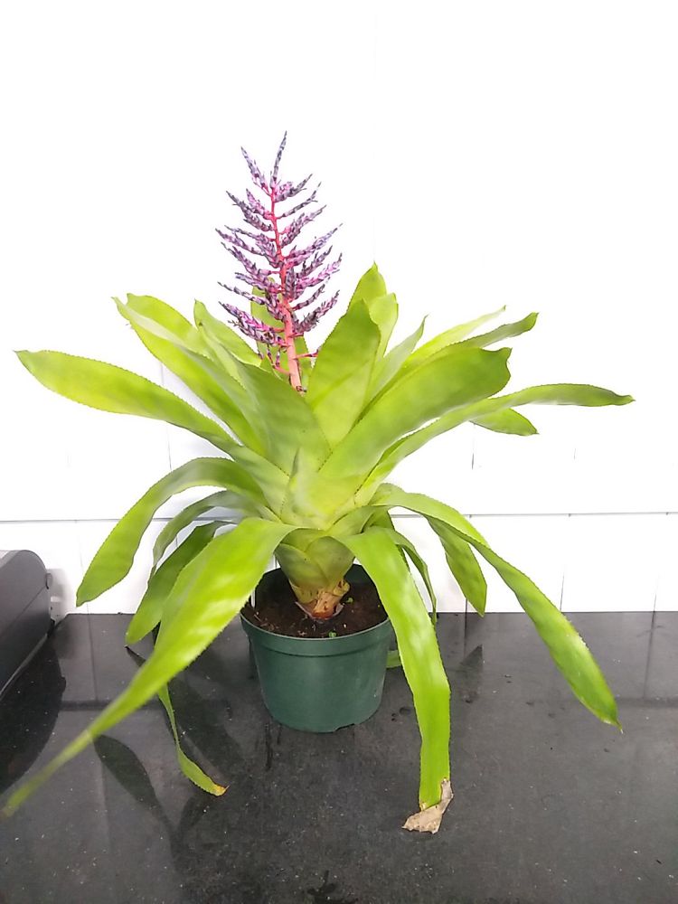 Dwarf Blue Tango Bromeliad | PlantVine