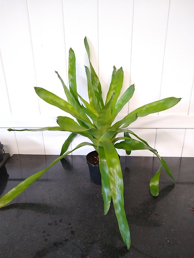 Dwarf Blue Tango Bromeliad | PlantVine