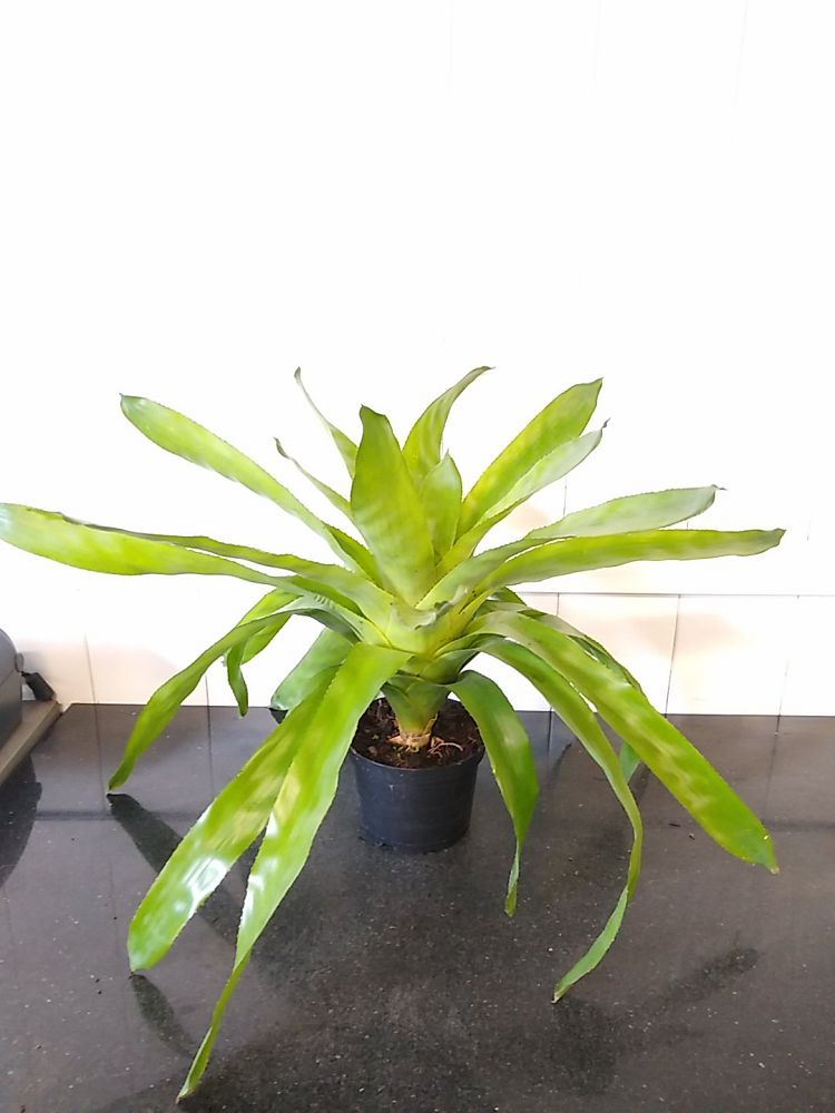 Dwarf Blue Tango Bromeliad | PlantVine