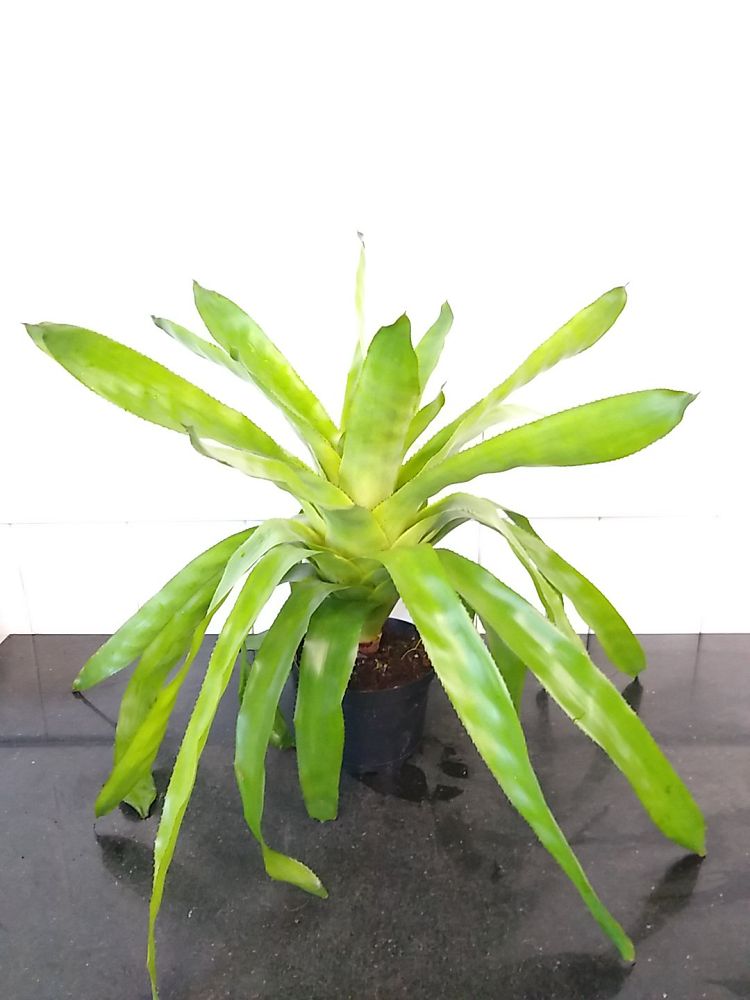 Dwarf Blue Tango Bromeliad | PlantVine