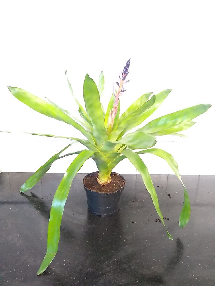 Dwarf Blue Tango Bromeliad | PlantVine