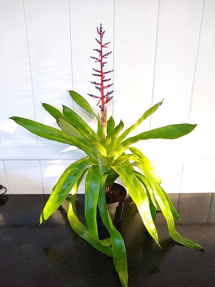 Dwarf Blue Tango Bromeliad | PlantVine