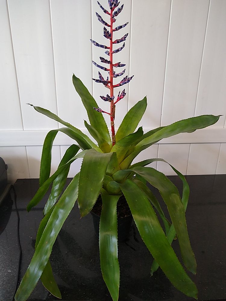 Dwarf Blue Tango Bromeliad | PlantVine